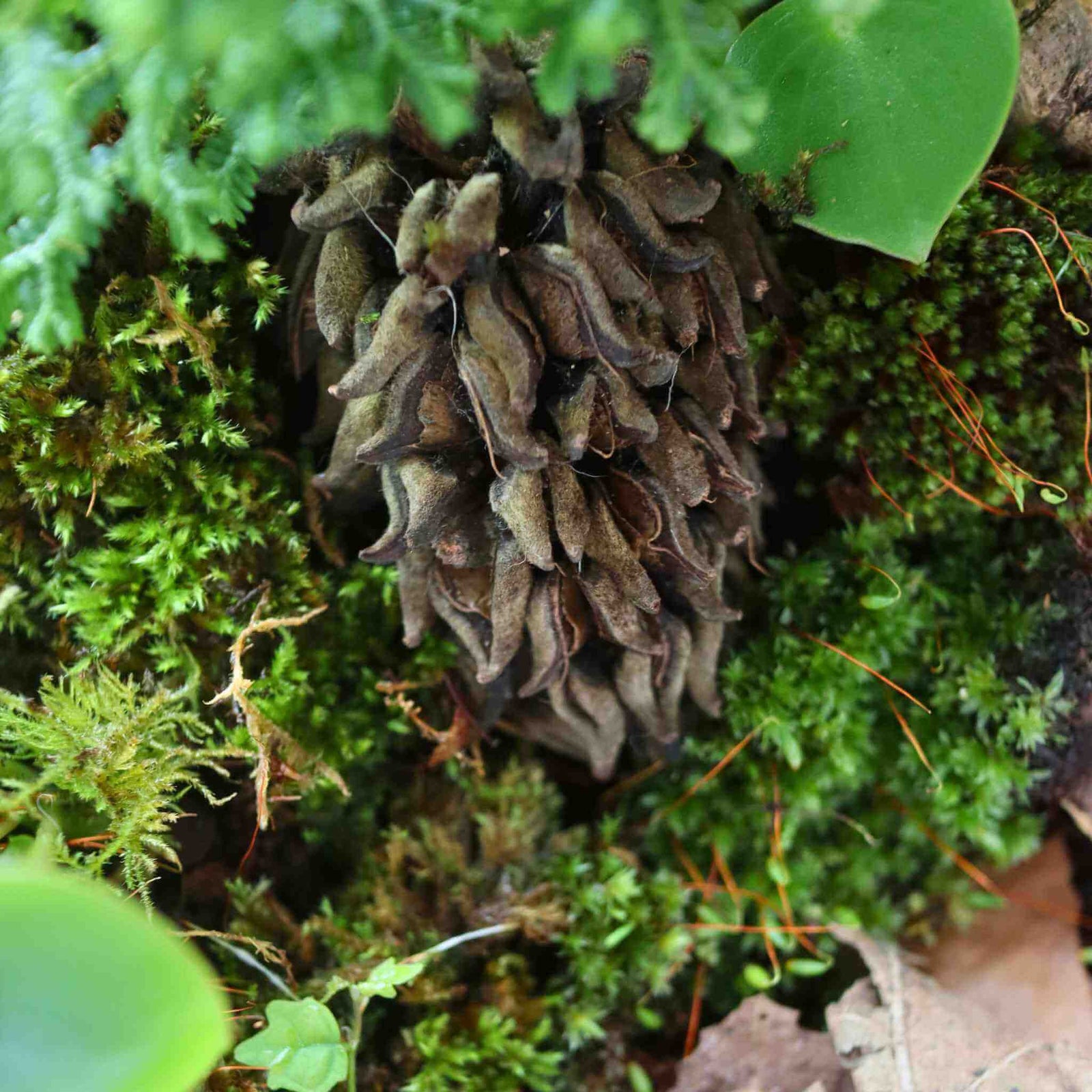 Magnolia Seed Pods | Natural (& Bioactive) Terrarium Decor