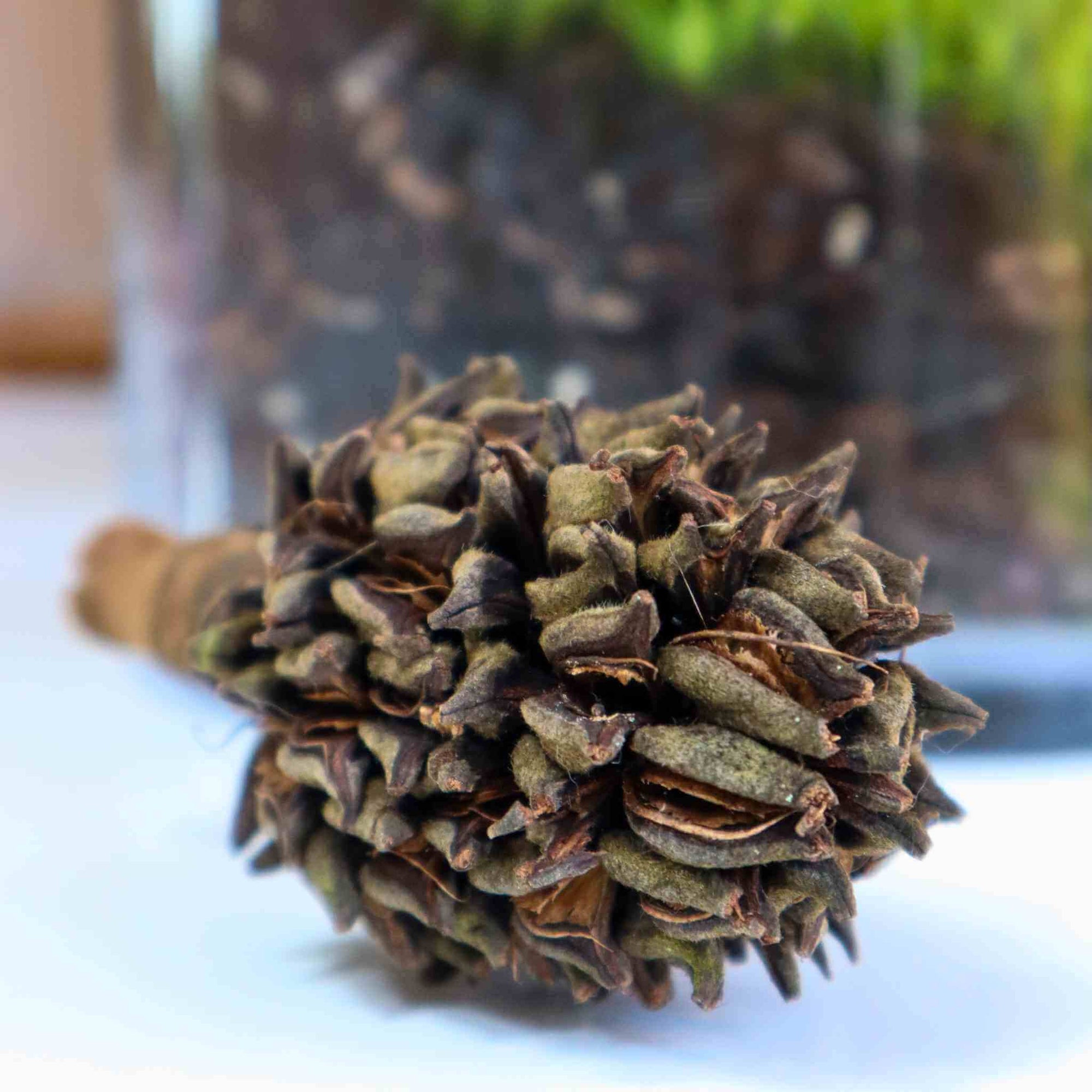 Magnolia Seed Pods | Natural (& Bioactive) Terrarium Decor