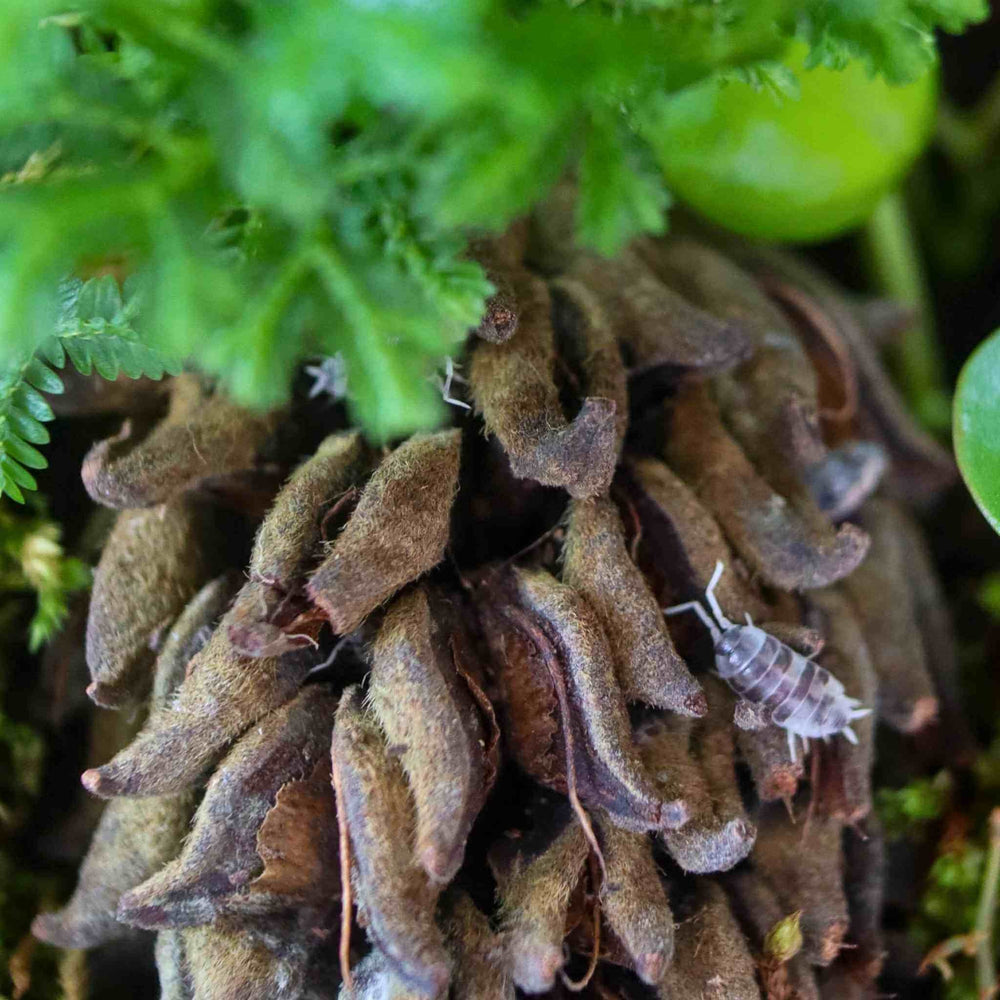 Magnolia Seed Pods | Natural (& Bioactive) Terrarium Decor