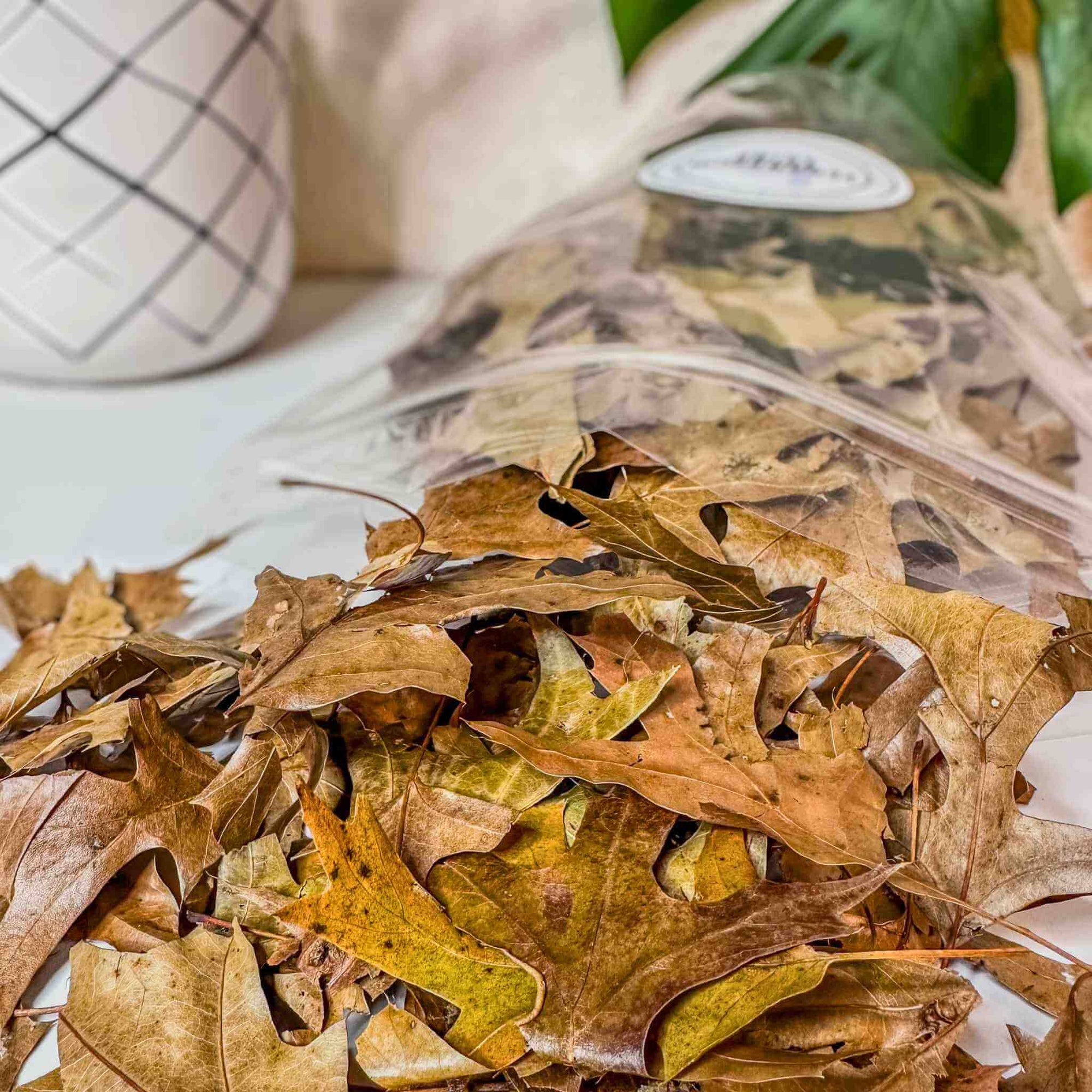 Organic Pin Oak Leaf Litter | Bioactive Terrarium Decor + Food