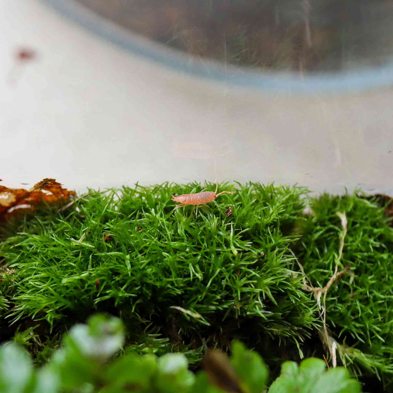 Powder Orange Isopods (Porcellionides pruinosus) 🔸 10 Count