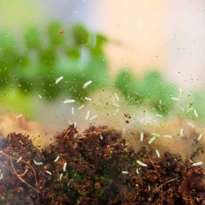 White Springtails Culture | Live, Healthy & Terrarium Ready