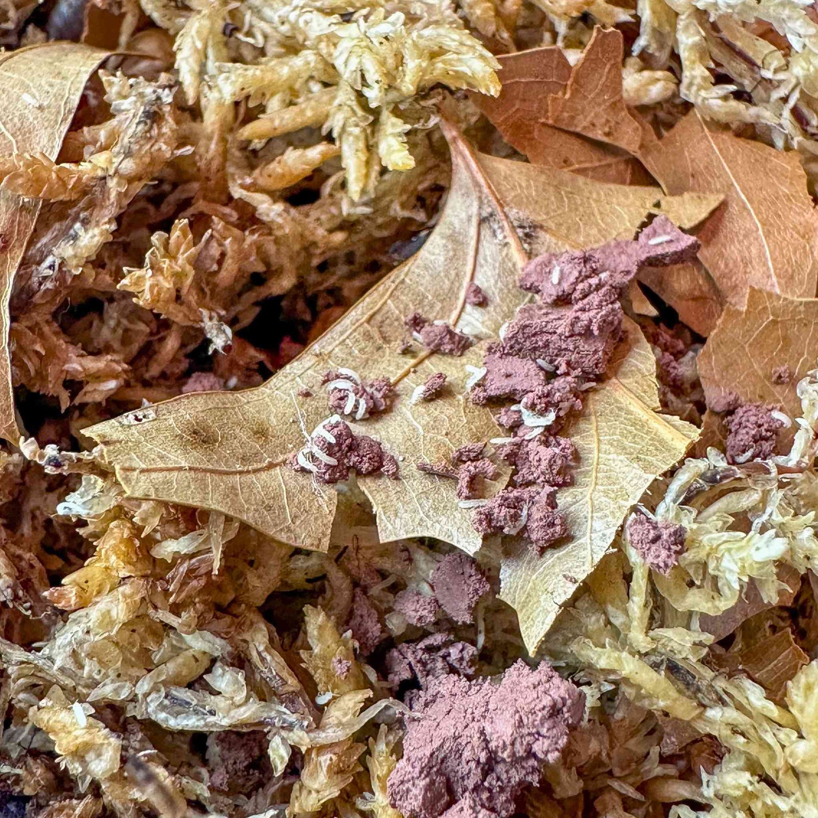 White Springtails Culture (4oz tub) on Calcium-Bearing Clay