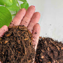 Premium Terrarium Substrate Mix - Terrarium Tribe | Tropical